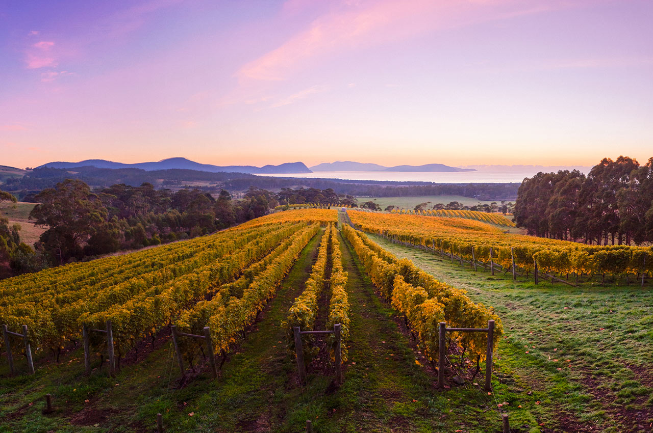 Bream Creek Vineyard - Bream Creek Vineyard